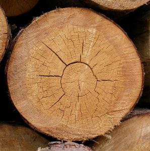 Cum deosebim lemnul de molid de cel de brad - Revista din lemn