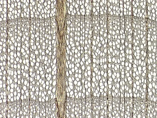 Fagul, lemnul folosit încă din sec.19 la obținerea elementelor curbate ...