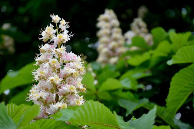 Lemnul de castan - rezistent, frumos și...dulce - Revista din lemn