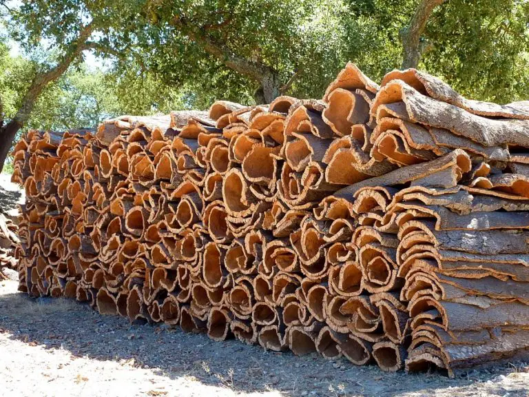 Stejarul de plută, material pentru pardoseli, izolație fonică și dopuri ...