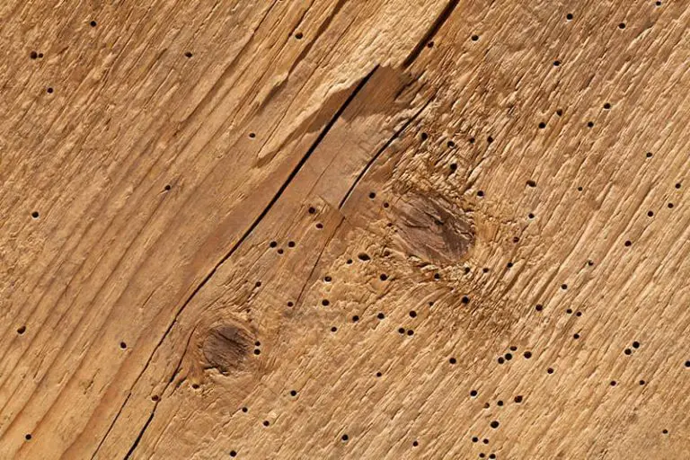 Cum scapi de cari și alți dăunători ai lemnului - Revista din lemn